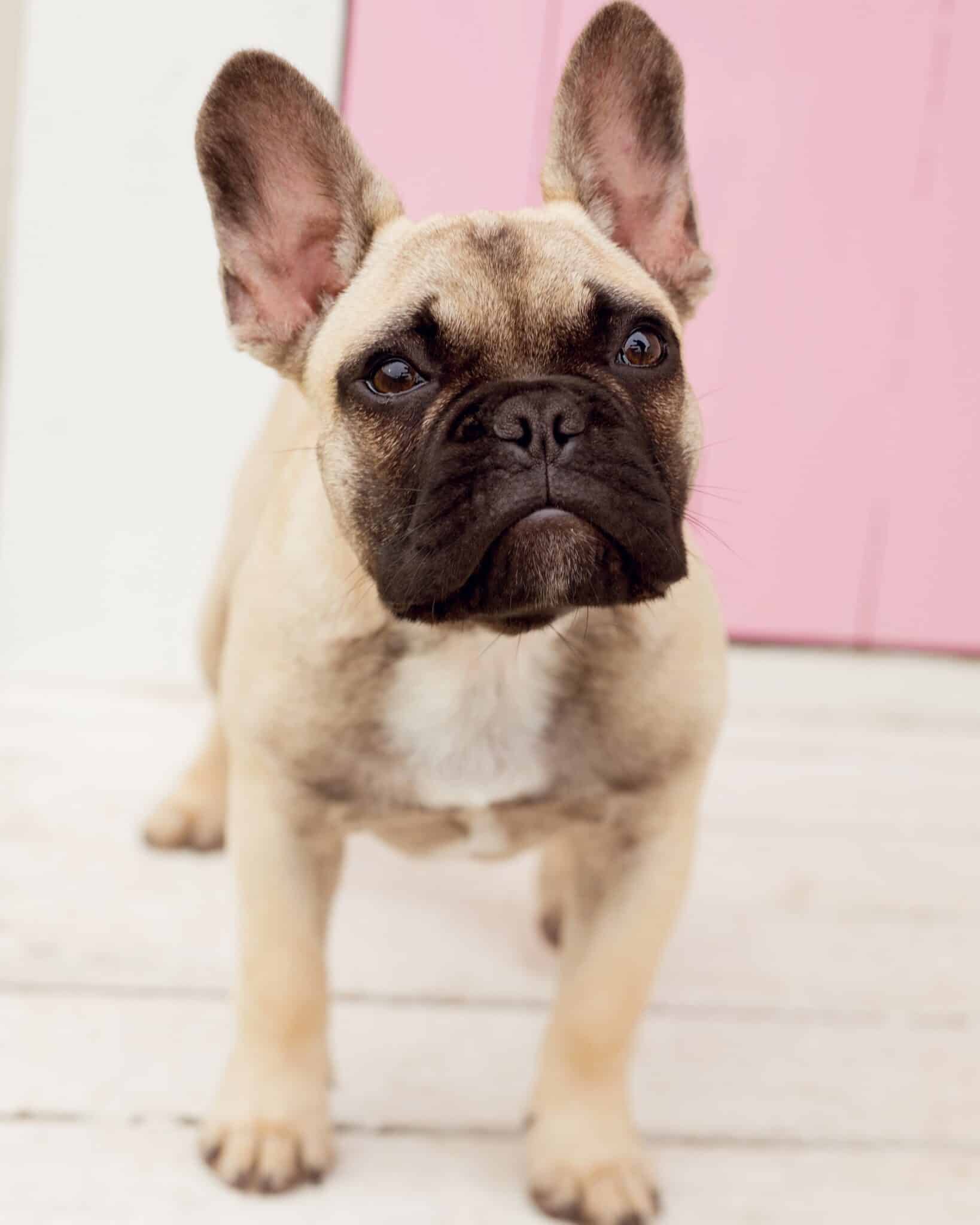 26 Boston Terrier Colors Explained (With Pictures)