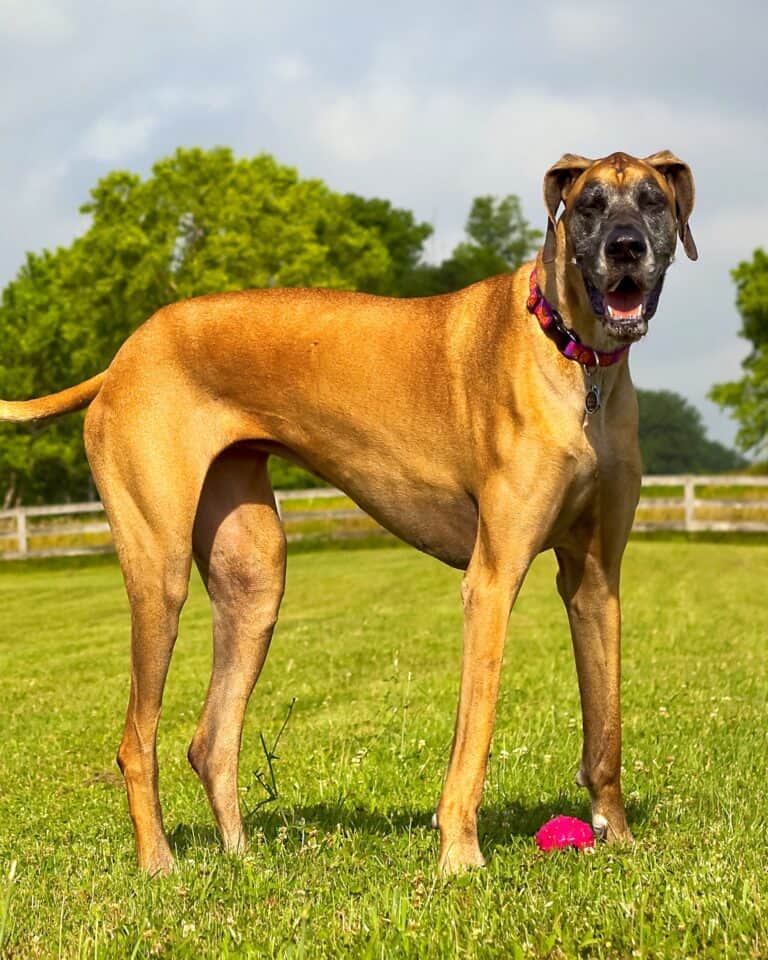 24 Great Dane Colors & Markings (With Pictures)