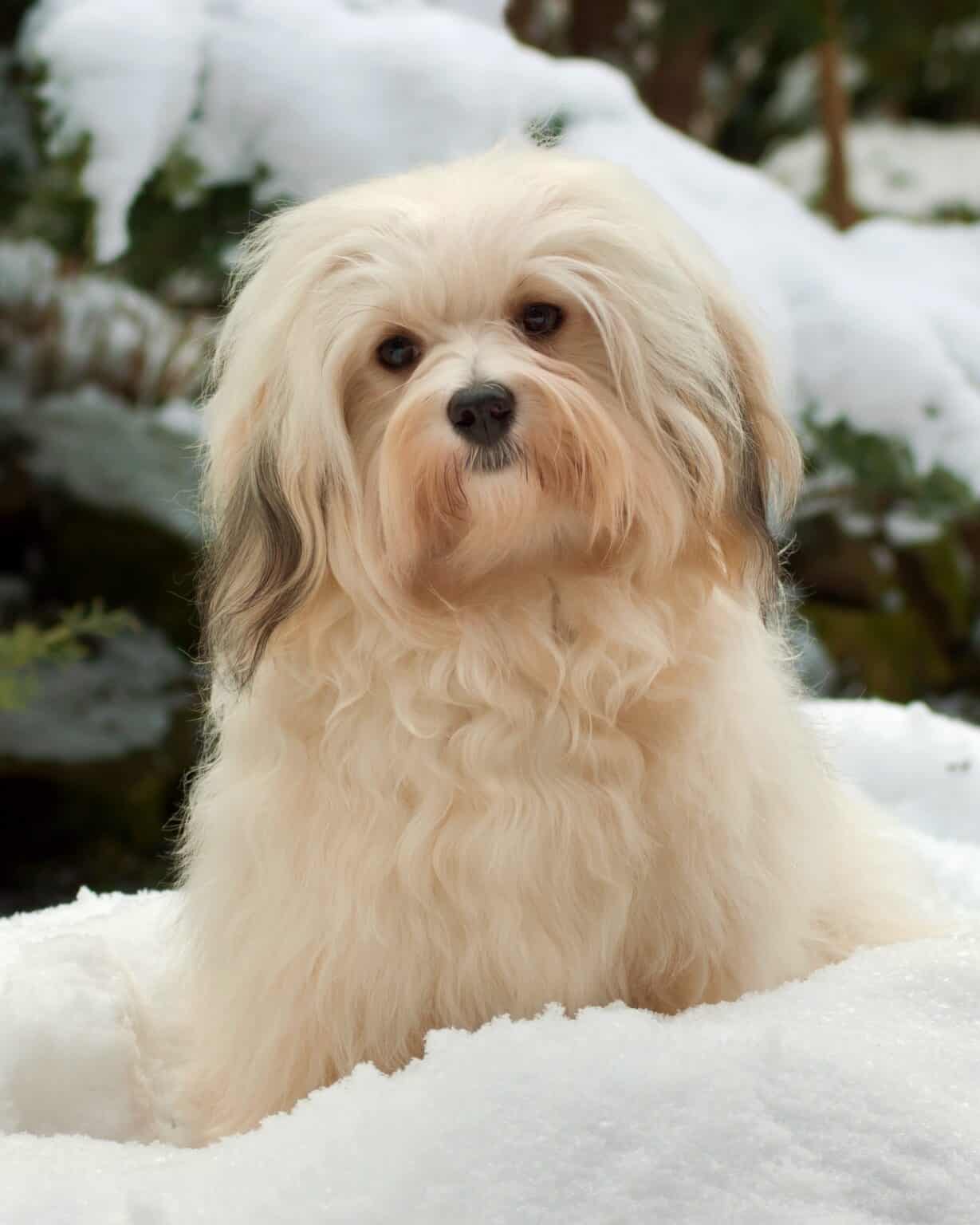 24 Havanese Colors and Markings (With Pictures)