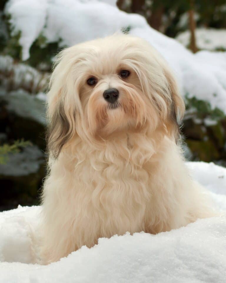 24 Havanese Colors and Markings (With Pictures)