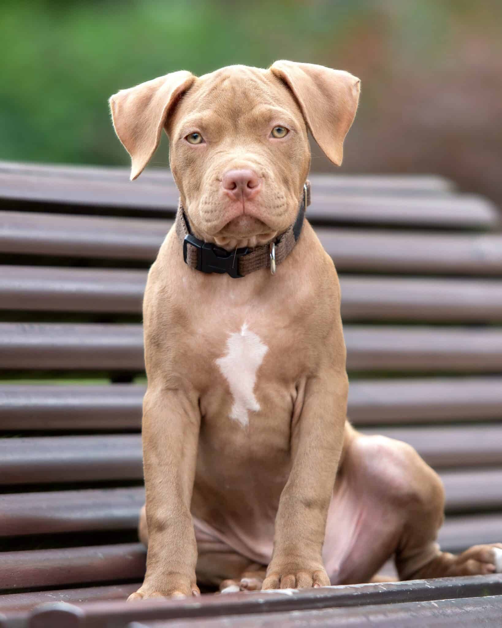 30 Pitbull Colors & Patterns Explained (With Pictures)