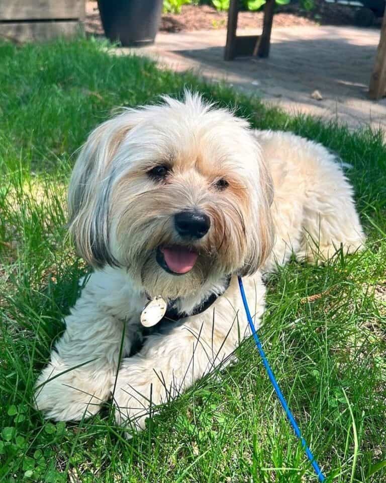 24 Havanese Colors and Markings (With Pictures)