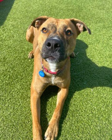 30 Pitbull Colors & Patterns Explained (With Pictures)