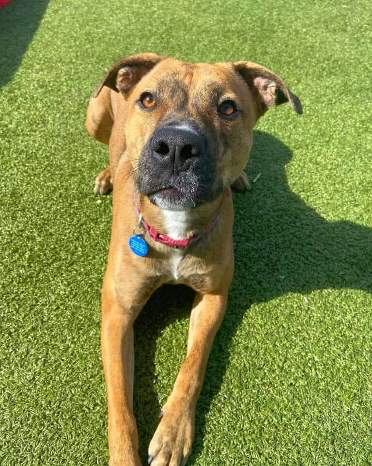 30 Pitbull Colors & Patterns Explained (With Pictures)