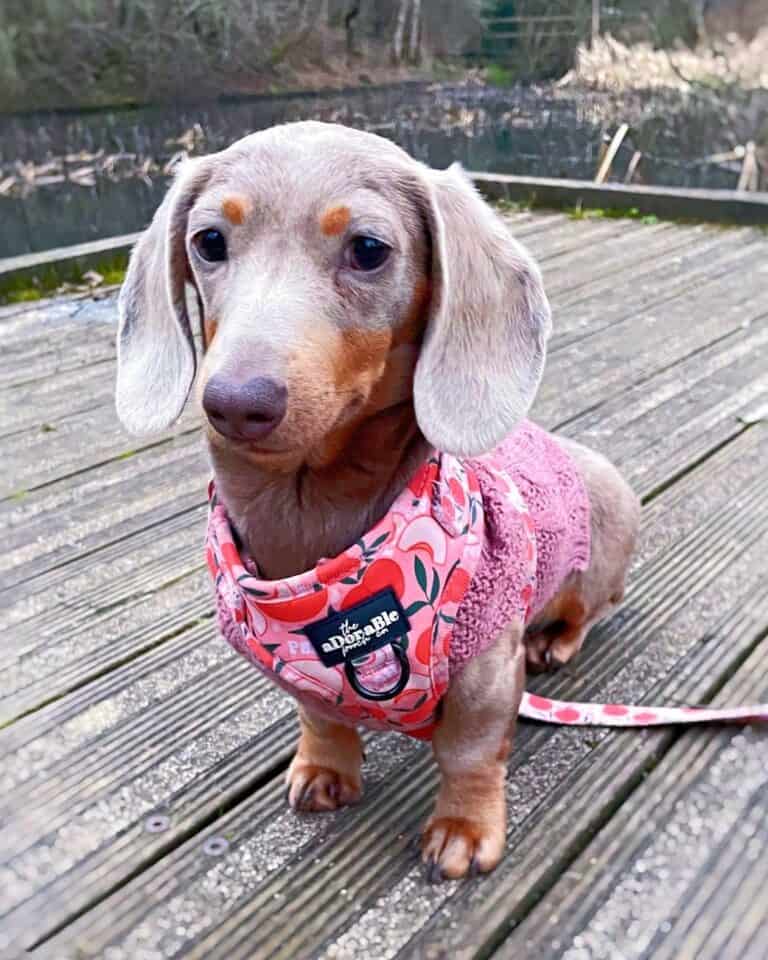 27 Dachshund Colors & Markings (With Pictures)