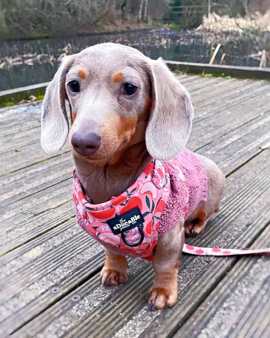 27 Dachshund Colors & Markings (With Pictures)