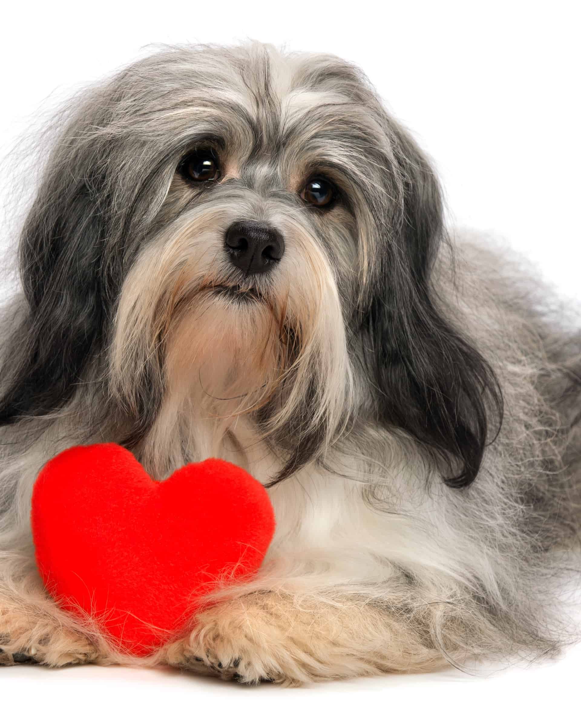 24 Havanese Colors and Markings (With Pictures)