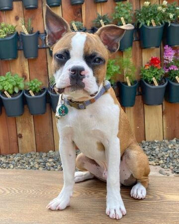 26 Boston Terrier Colors Explained (With Pictures)