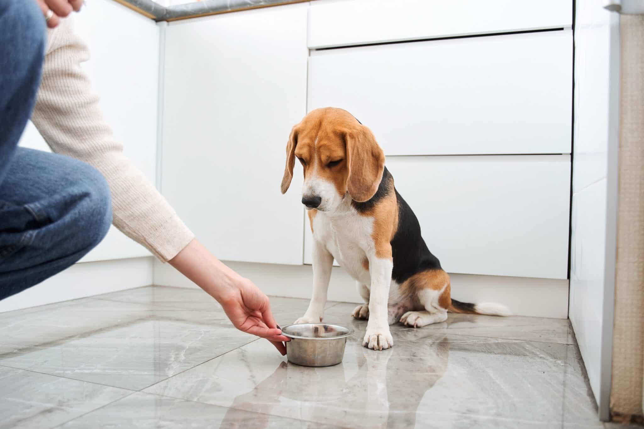 How Much Does a Beagle Cost? (2026 Updated)