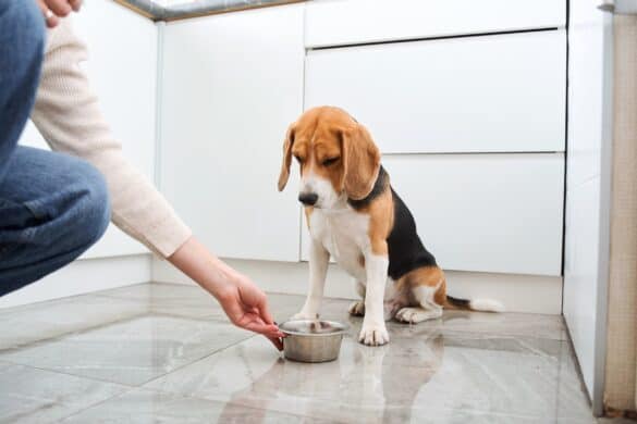 How Much Does a Beagle Cost? (2026 Updated)