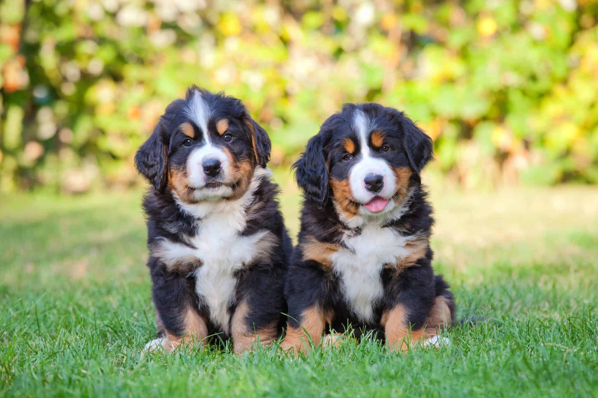 How Much Does a Bernese Mountain Dog Cost? (2026 Updated)