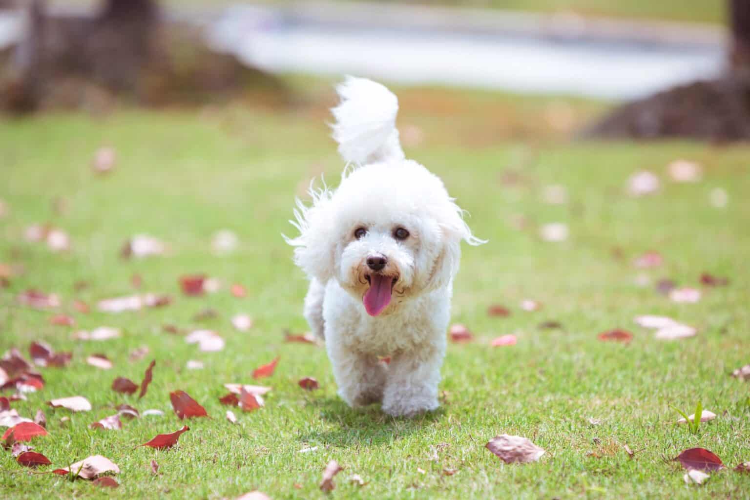 How Much Does a Bichon Frise Cost? (2025 Updated)