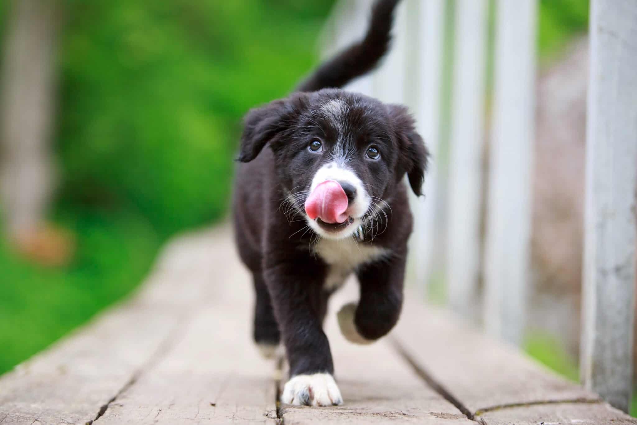 How Much Does a Border Collie Cost? (2025 Updated)