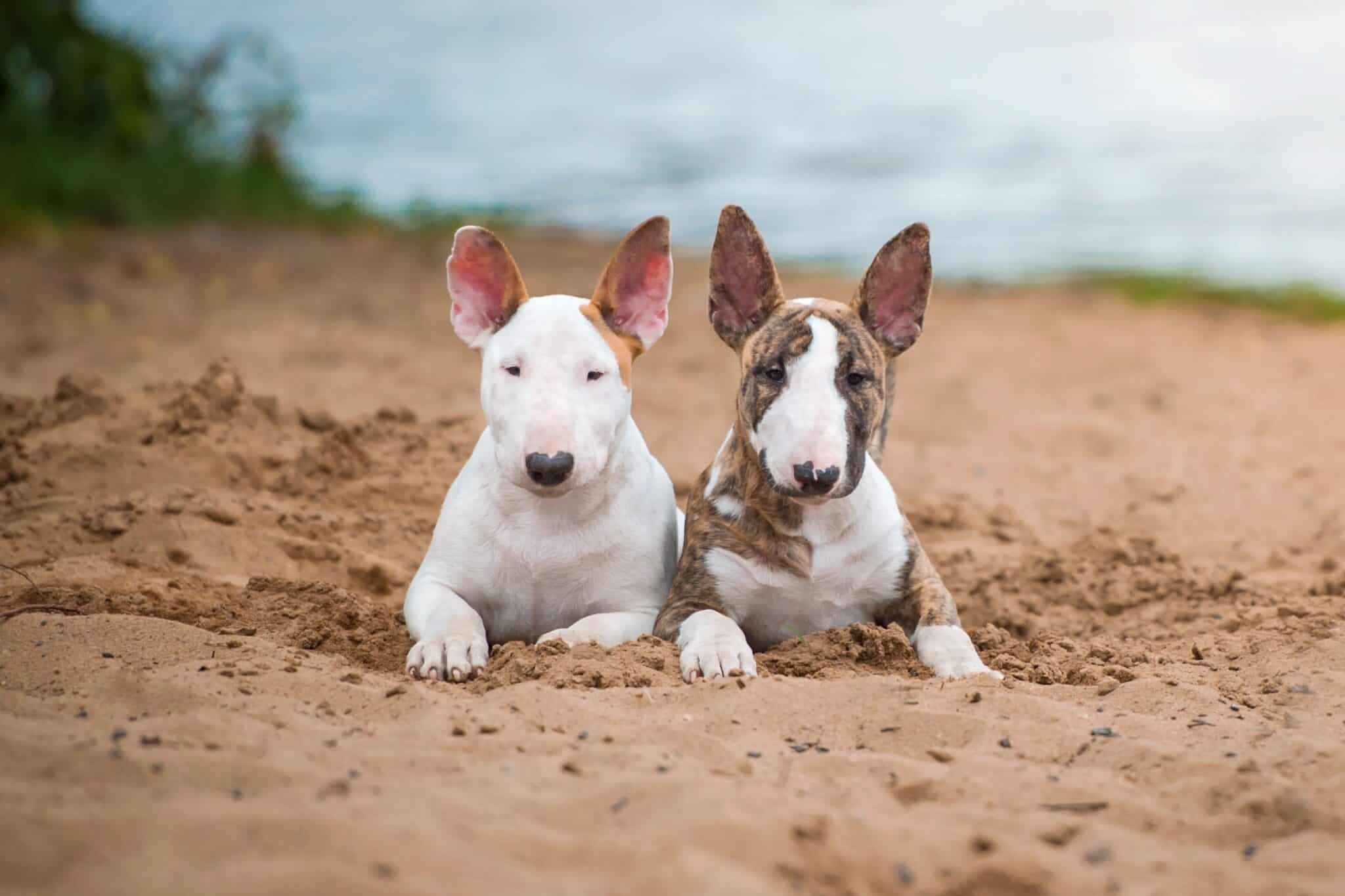 How Much Does a Bull Terrier Cost? (2025 Updated)