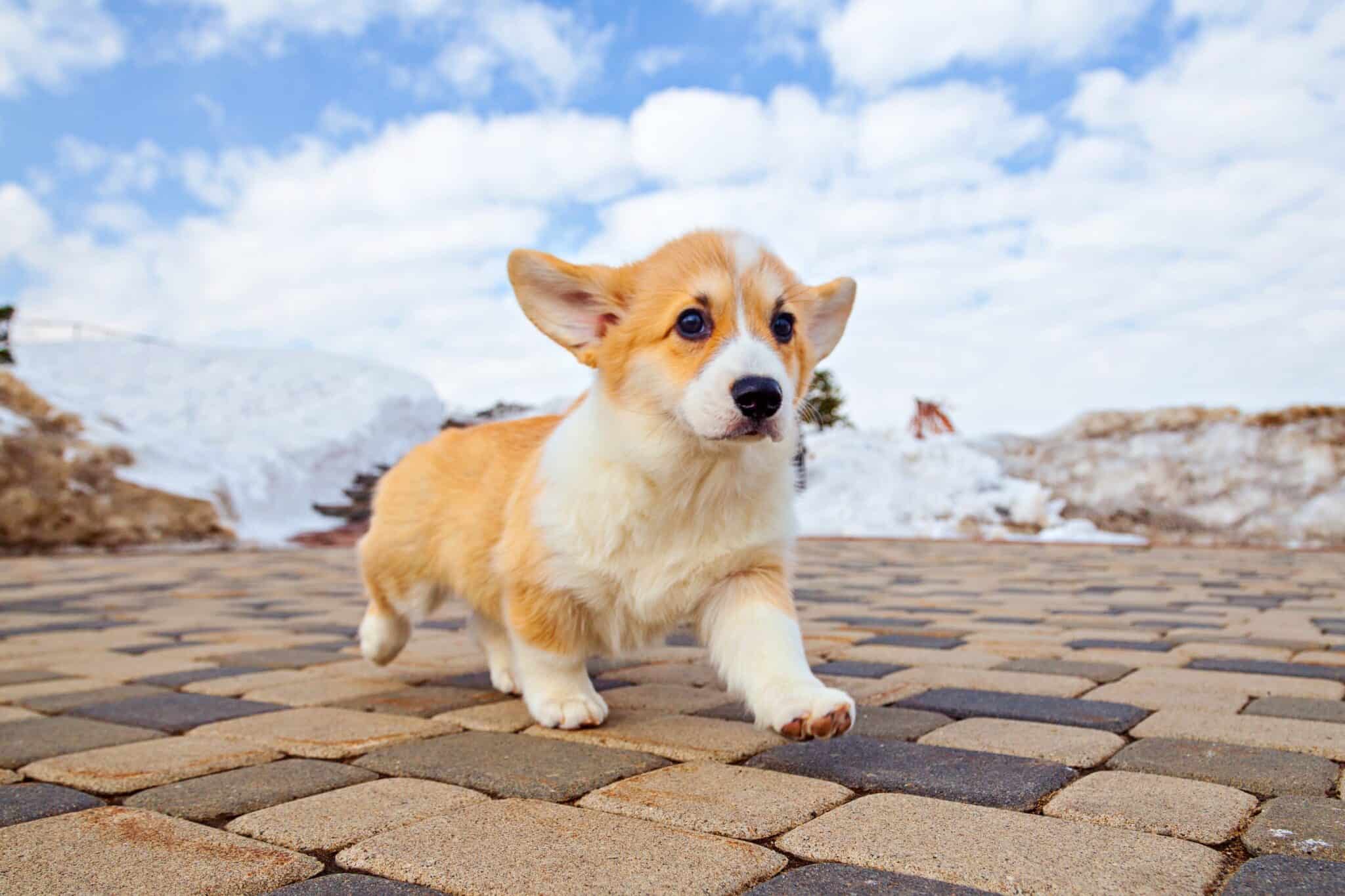 How Much Does a Corgi Cost? (2025 Updated)