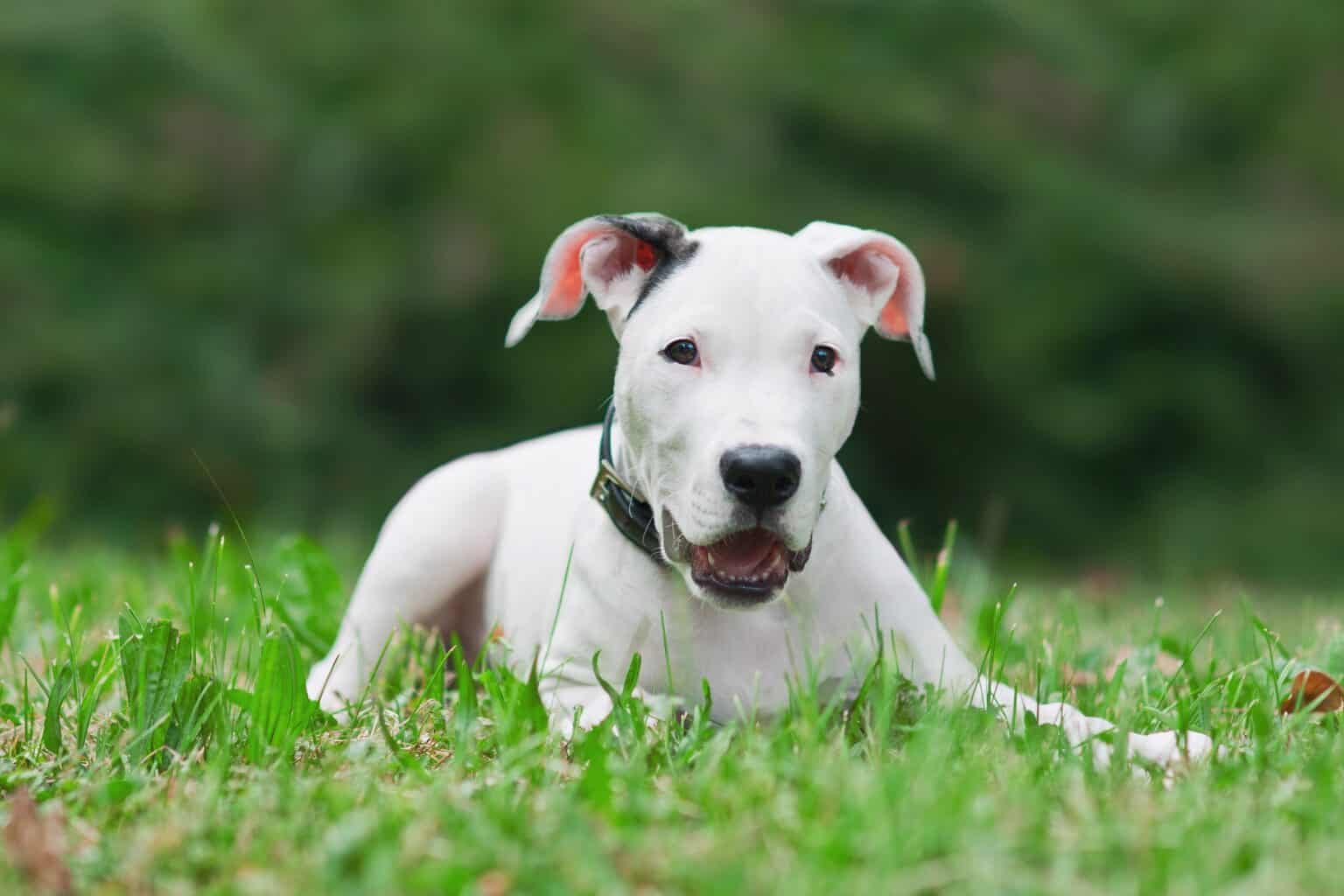 How Much Does a Dogo Argentino Cost? (2025 Updated)