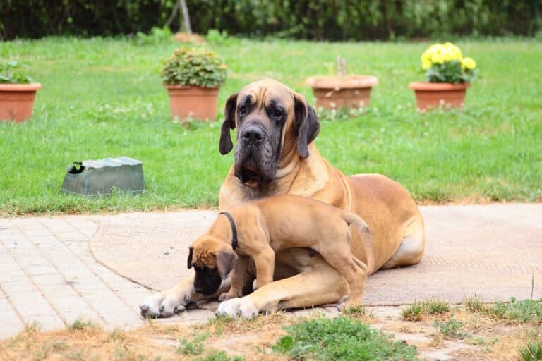 How Much Does a Great Dane Cost? (2026 Updated)