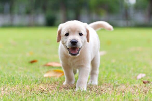 How Much Does a Labrador Retriever Cost? (2025 Updated)