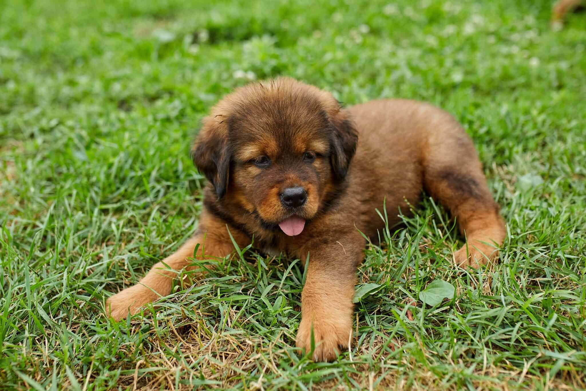 How Much Does a Newfoundland Cost? (2025 Updated)