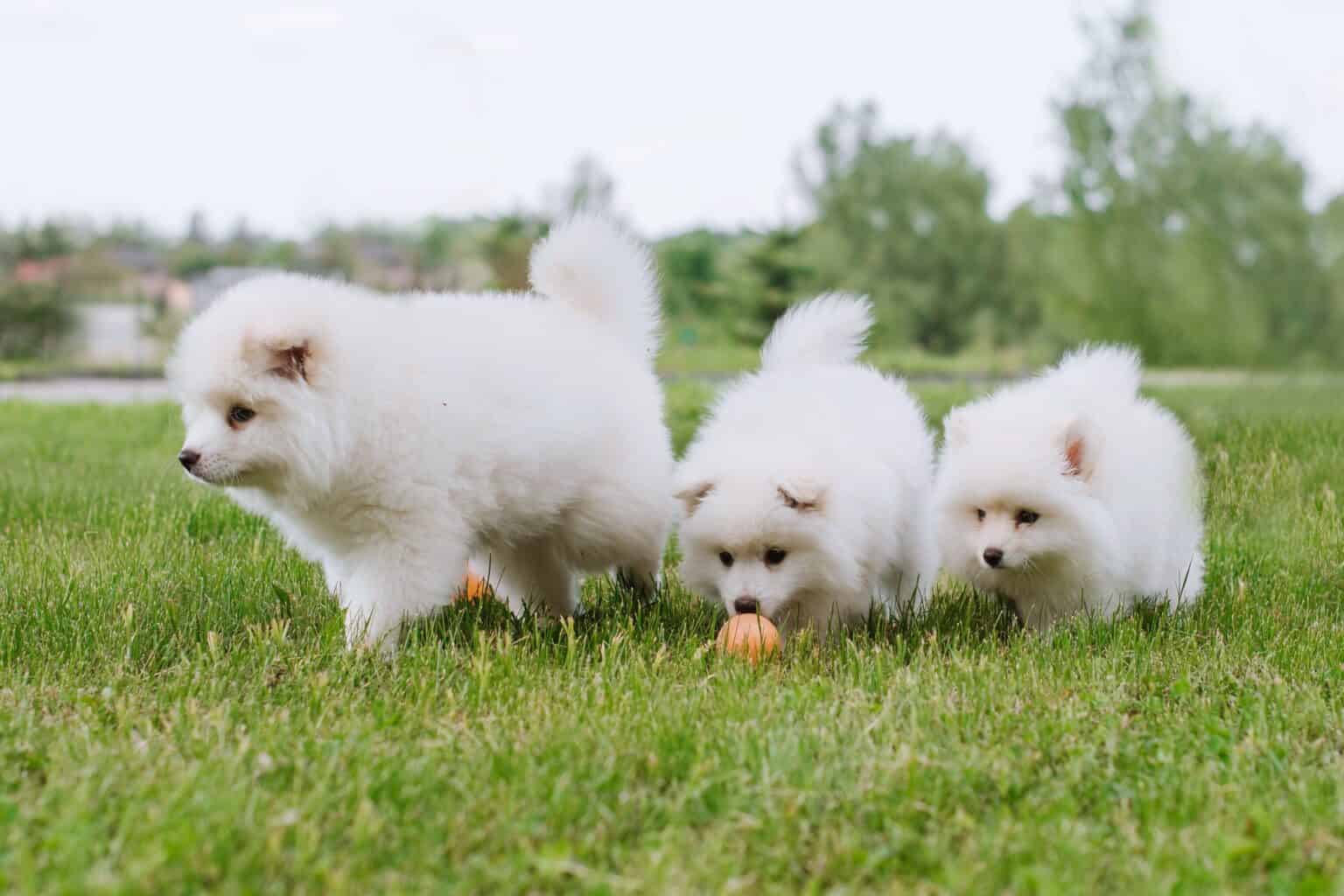 How Much Does a Pomsky Cost? (2026 Updated)