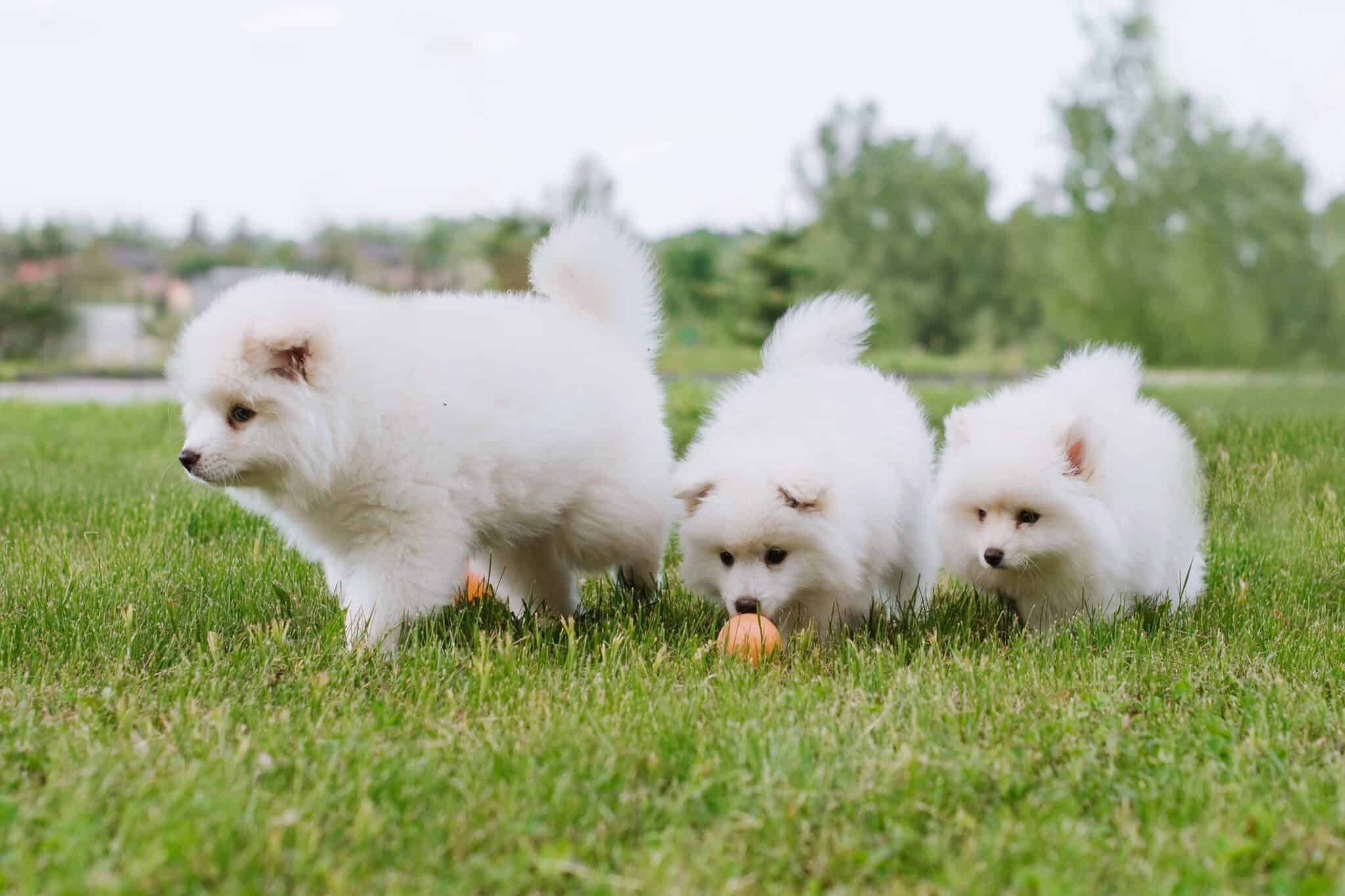 How Much Does a Pomsky Cost? (2026 Updated)