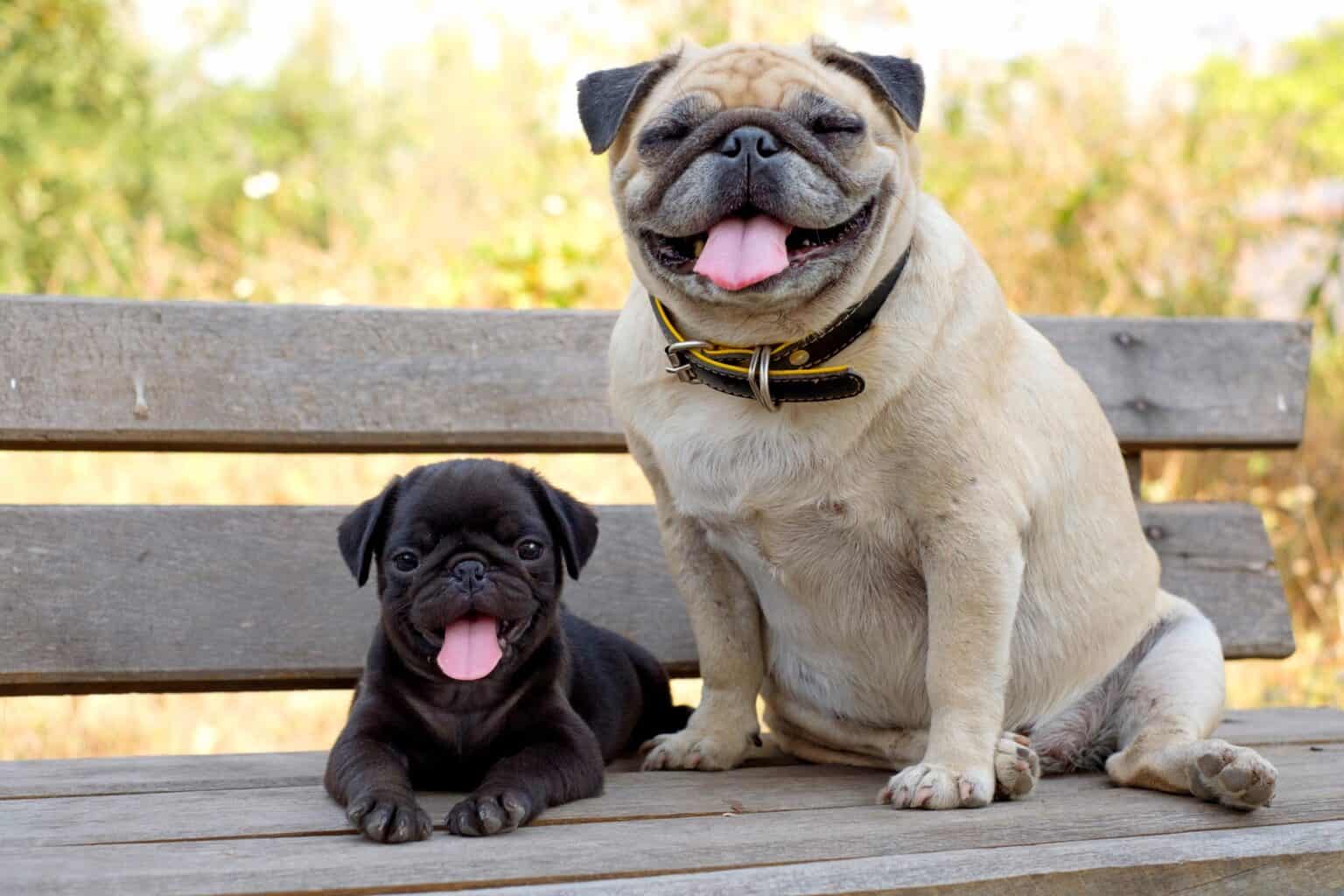 How Much Does a Pug Cost? (2025 Updated)