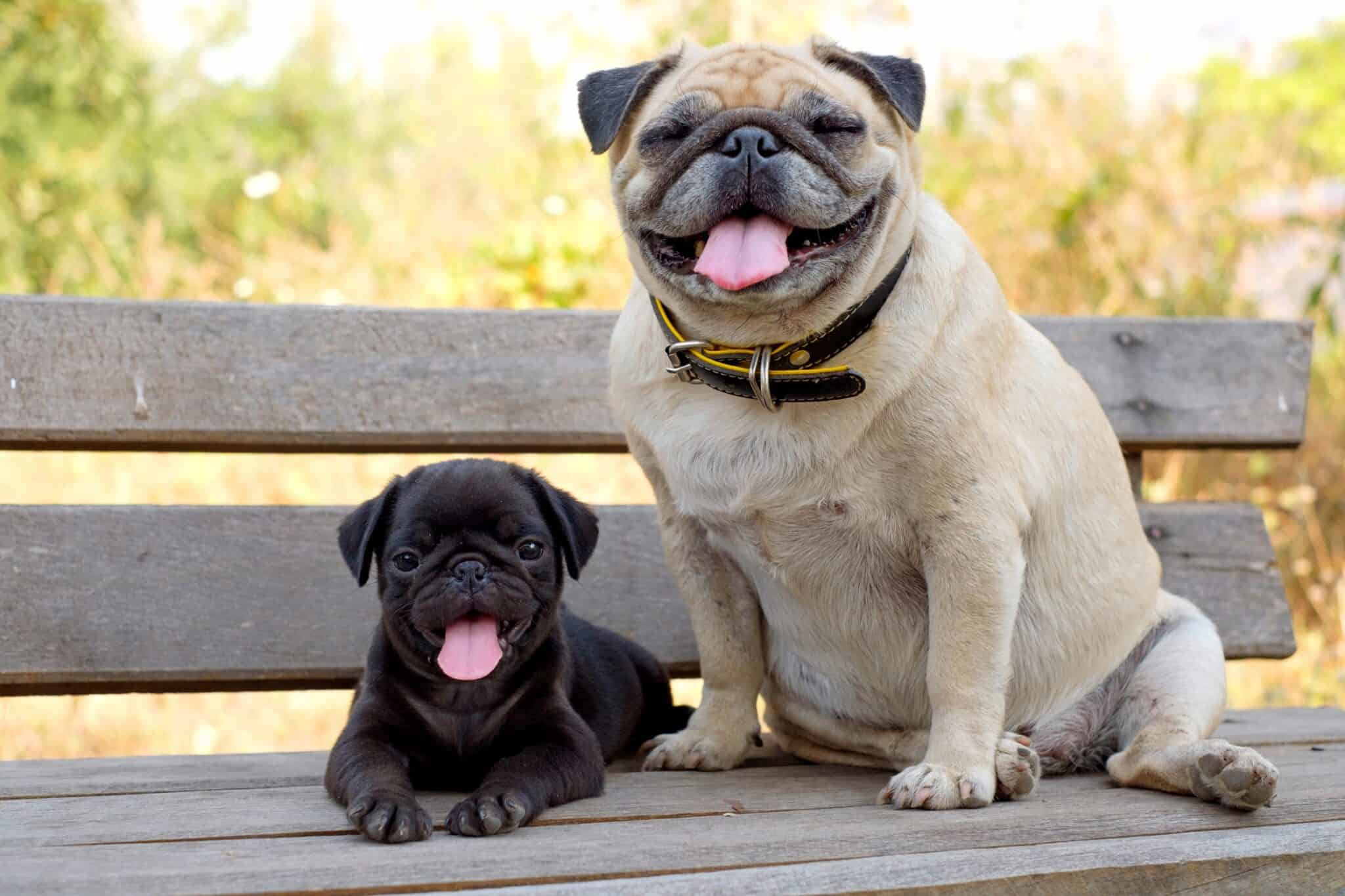 How Much Does a Pug Cost? (2025 Updated)