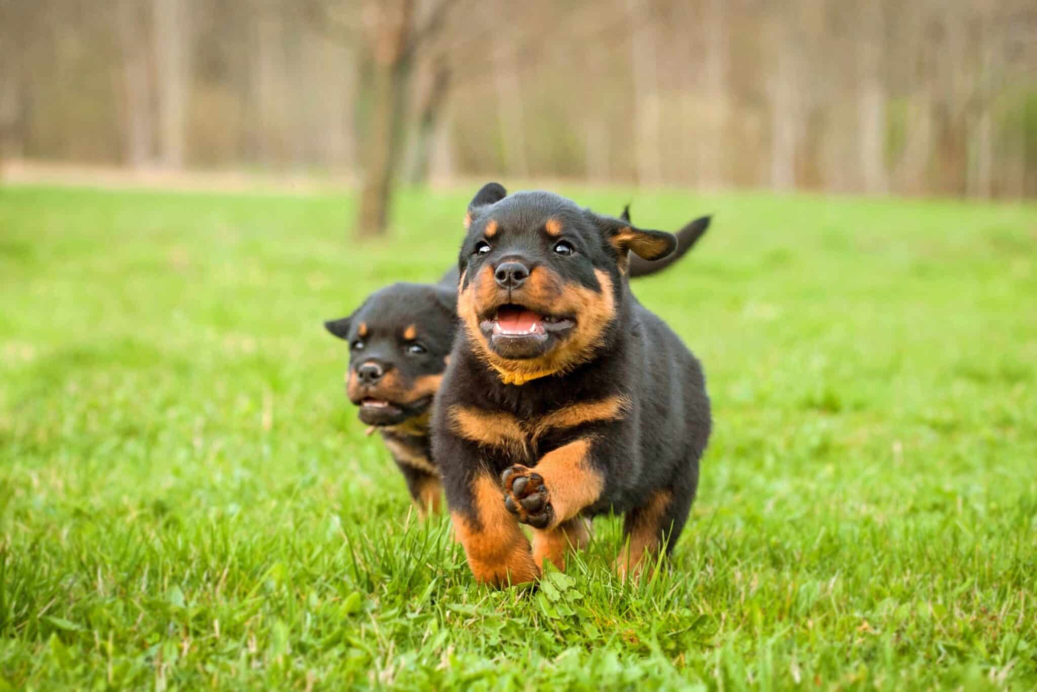 How Much Does a Rottweiler Cost? (2025 Updated)