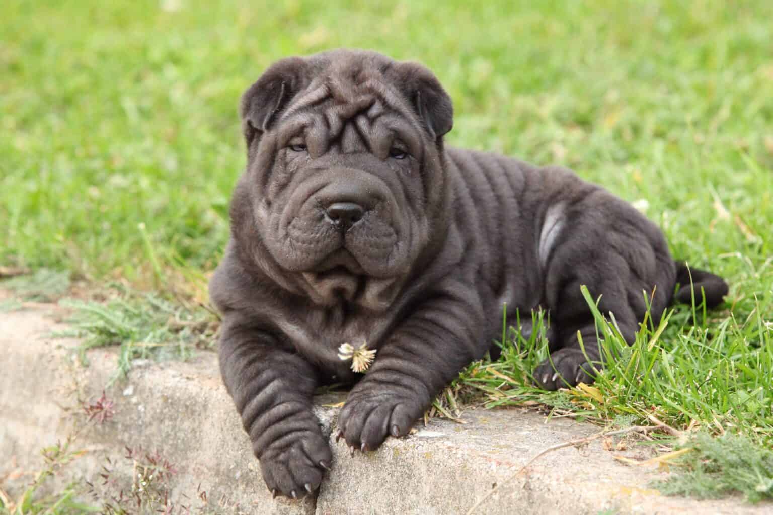 How Much Does a Shar-Pei Cost? (2025 Updated)
