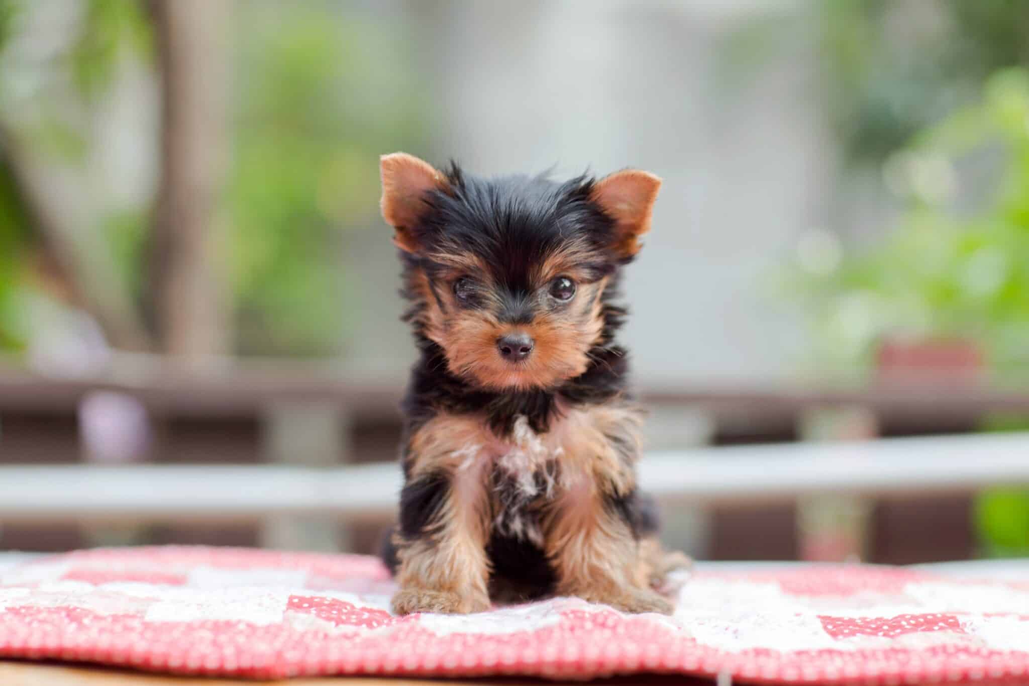 How Much Does a Teacup Yorkie Cost? (2025 Updated)
