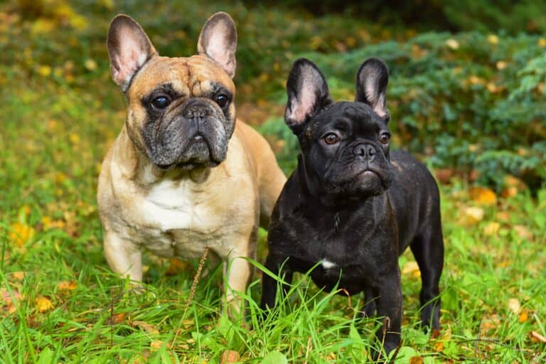 32 French Bulldog Colors & Markings (With Pictures)