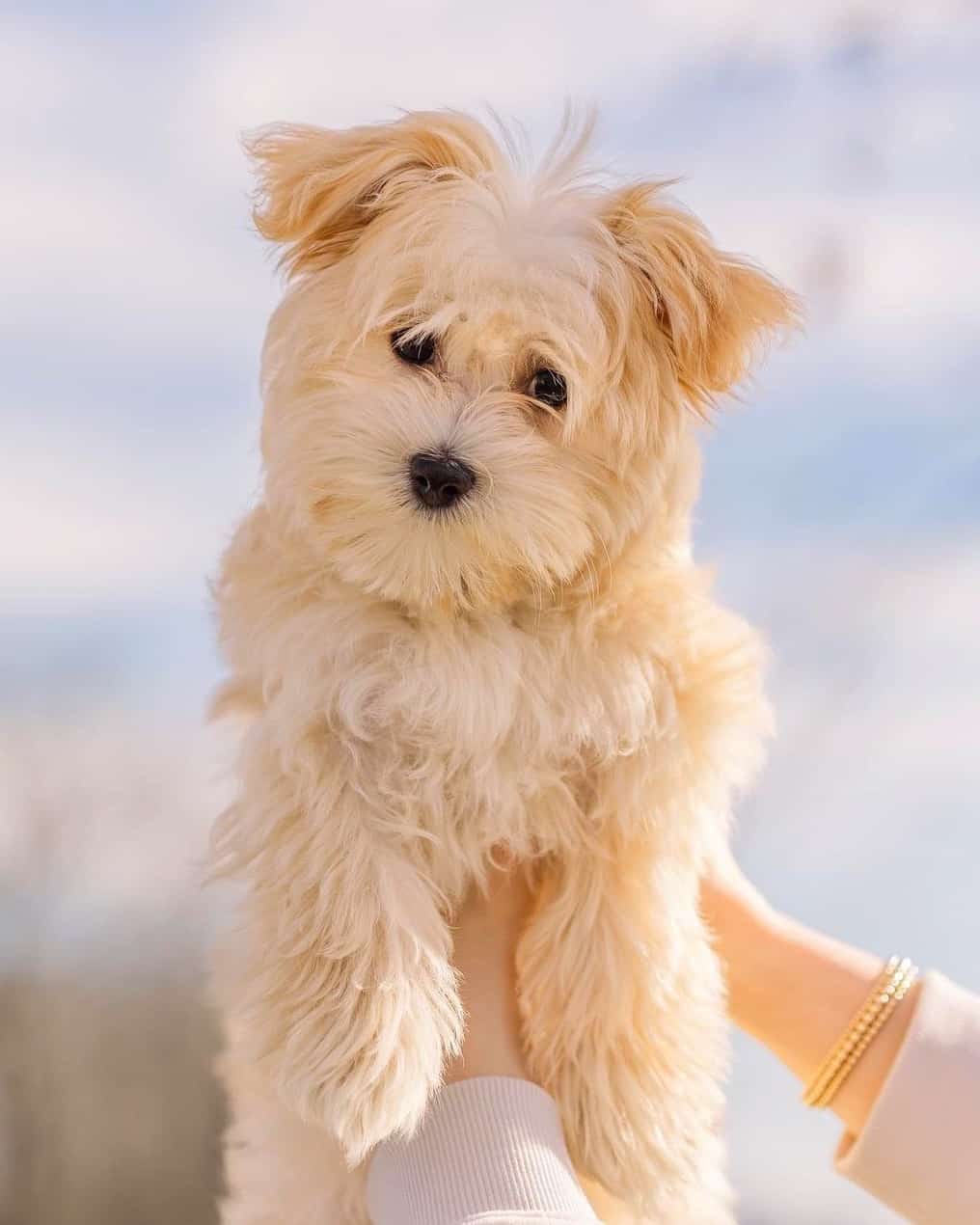 24 Havanese Colors and Markings (With Pictures)