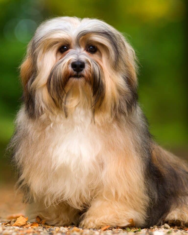 24 Havanese Colors and Markings (With Pictures)