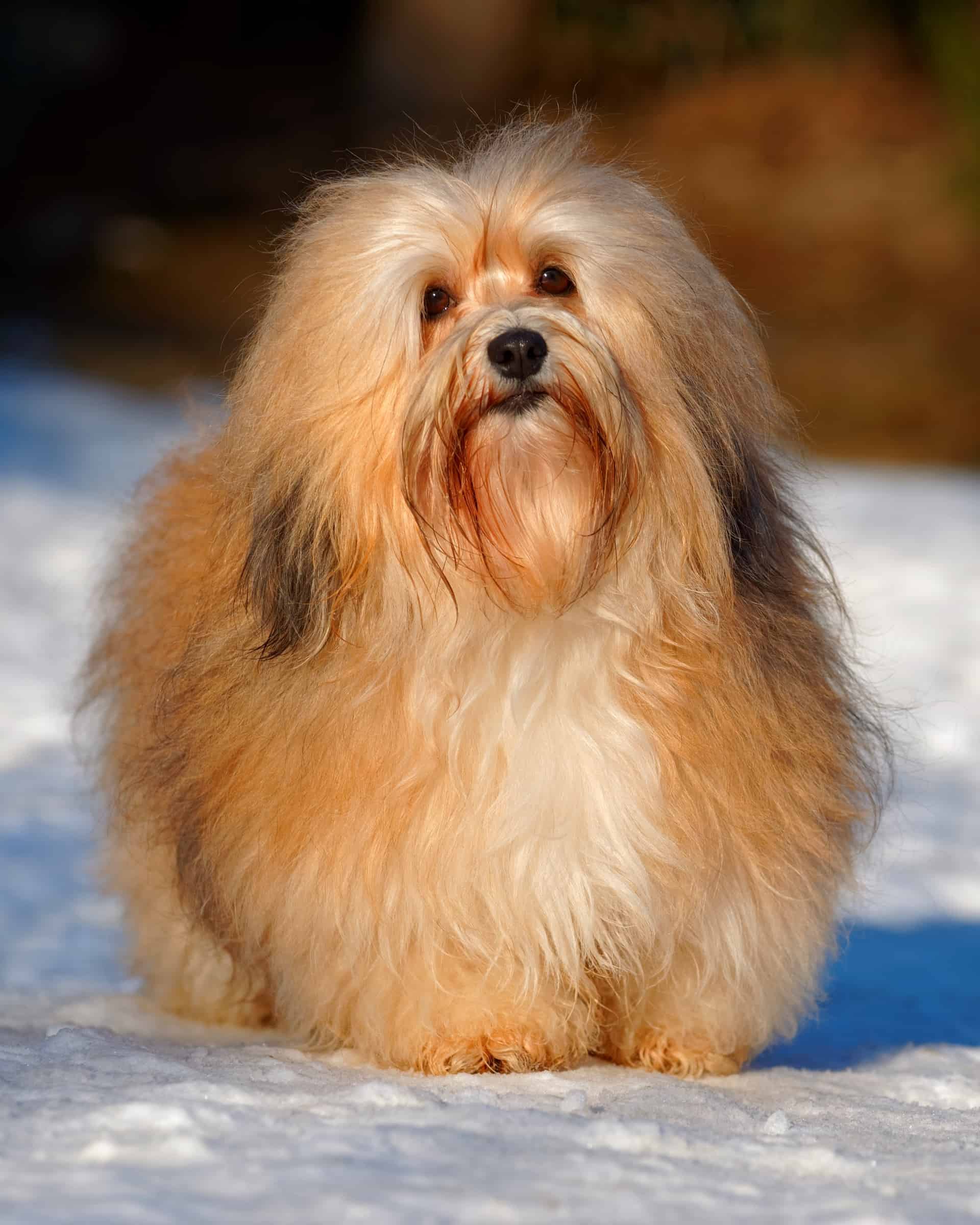 24 Havanese Colors and Markings (With Pictures)