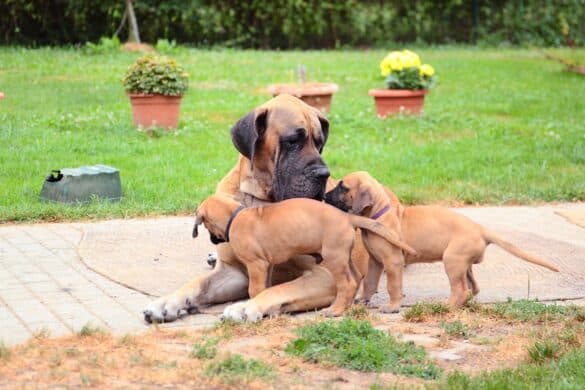 How Much Does a Rhodesian Ridgeback Cost? (2025 Updated)