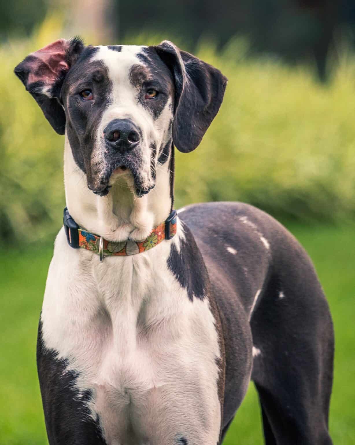 24 Great Dane Colors & Markings (With Pictures)