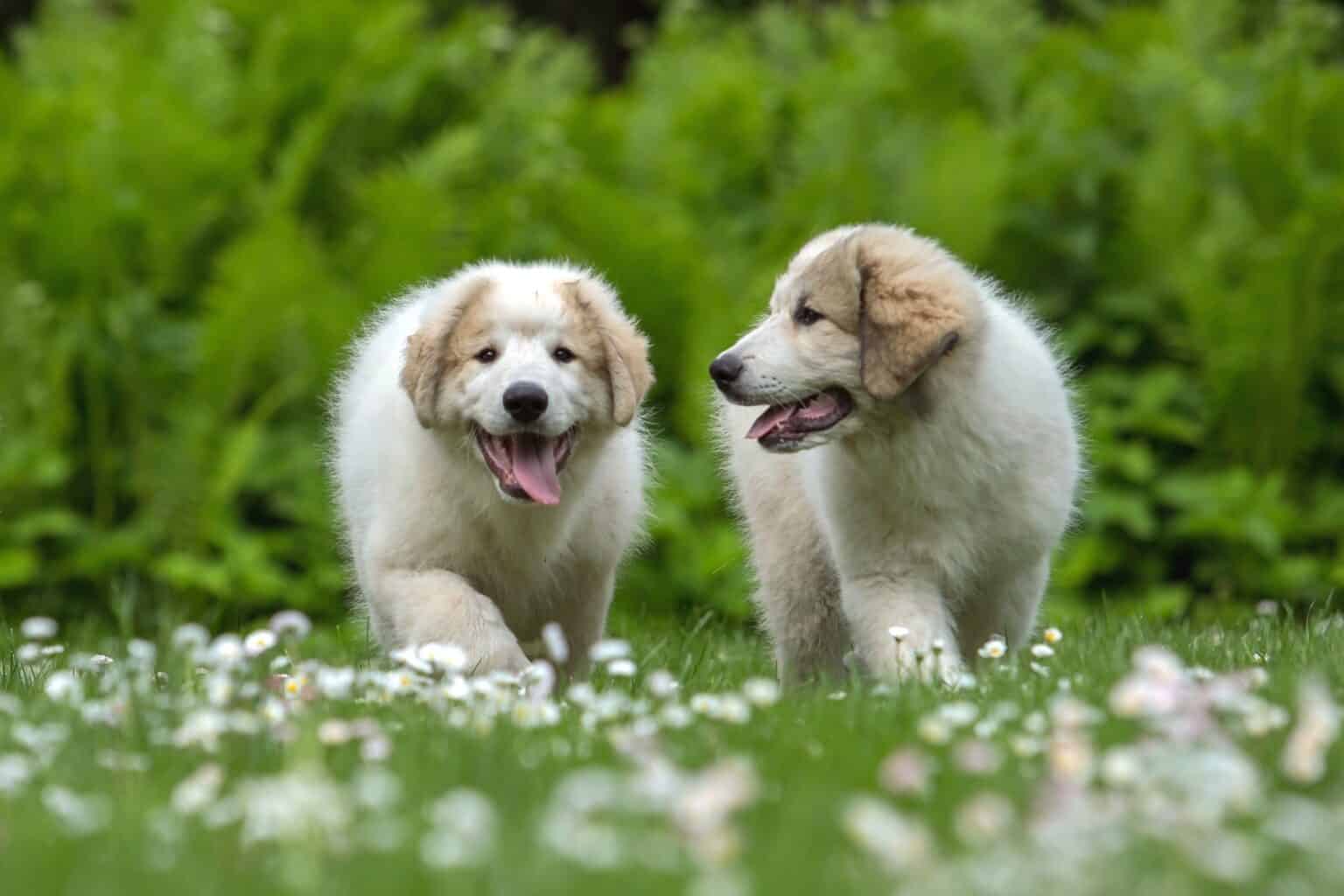 How Much Does A Great Pyrenees Cost 2026 Updated
