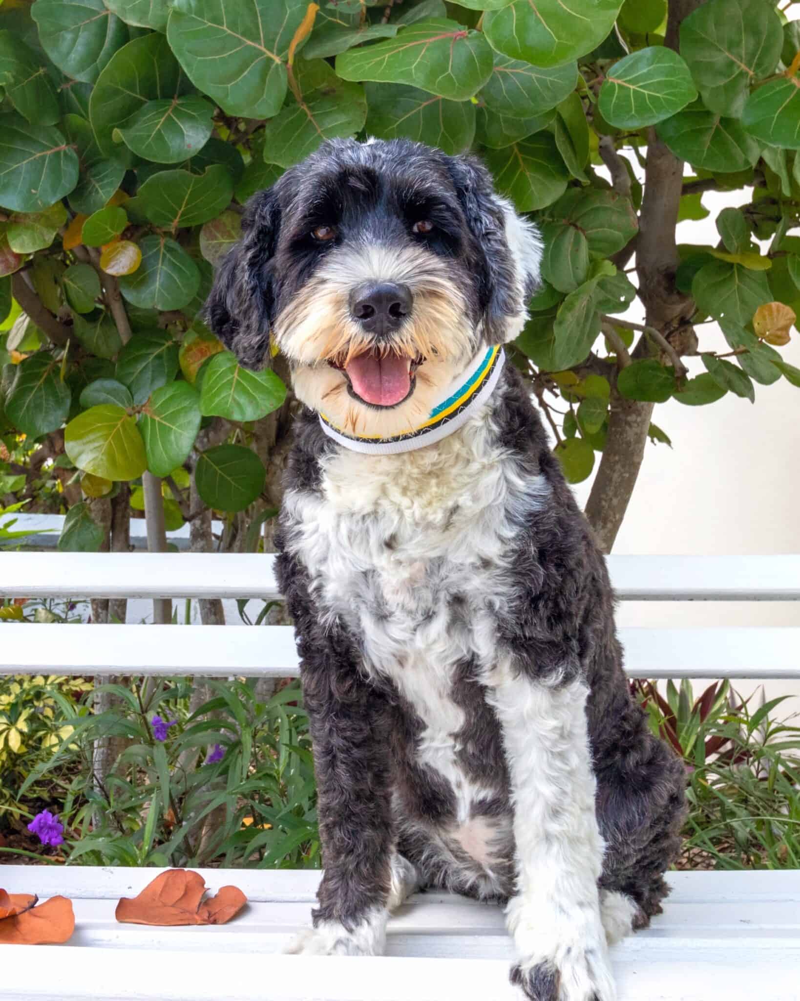 How Much Does a Portuguese Water Dog Cost? (2025 Updated)