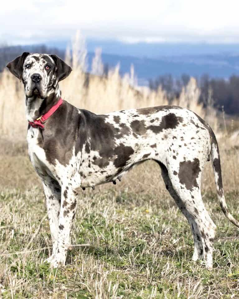 24 Great Dane Colors & Markings (With Pictures)