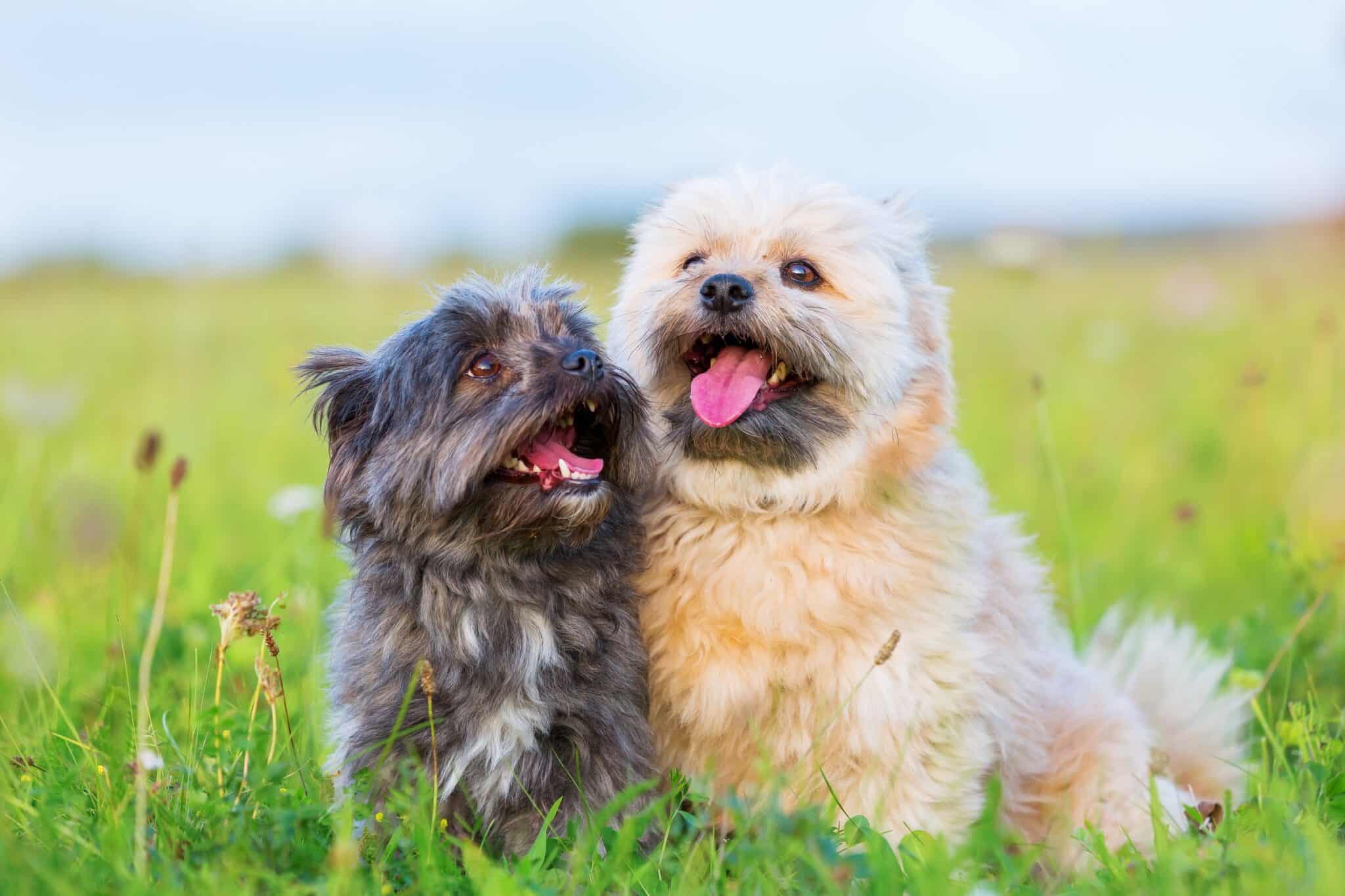 24 Havanese Colors and Markings (With Pictures)