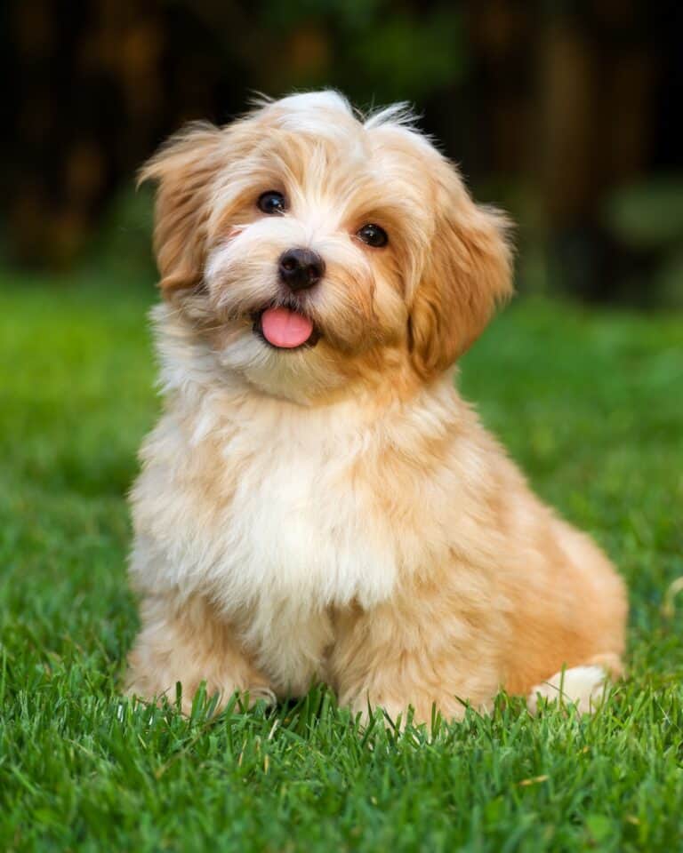 24 Havanese Colors and Markings (With Pictures)
