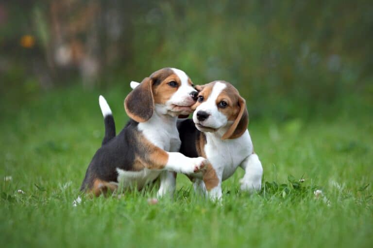 How Much Does a Beagle Cost? (2025 Updated)