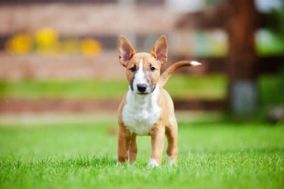 How Much Does a Bull Terrier Cost? (2025 Updated)