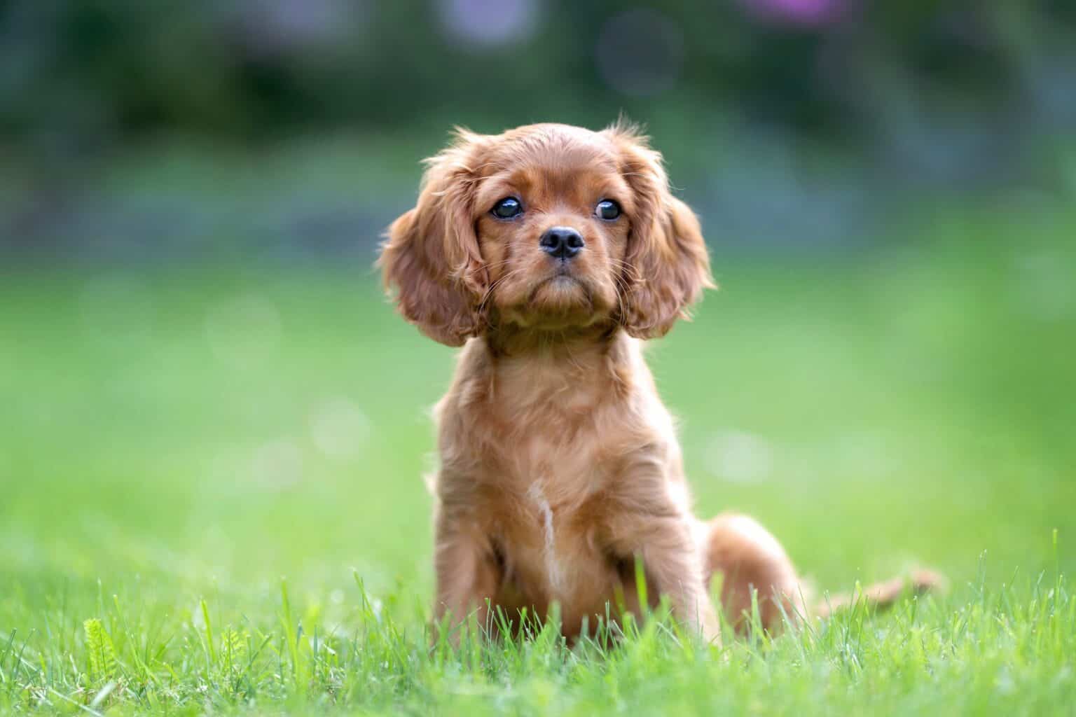How Much Does a Cavalier King Charles Spaniel Cost? (2026 Updated)