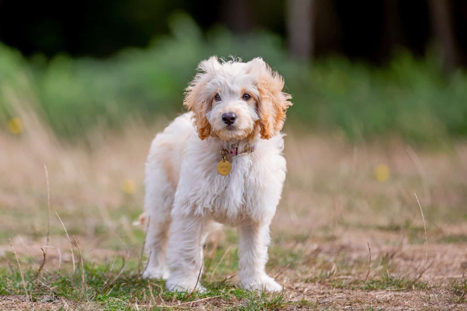 How Much Is A Cockapoo