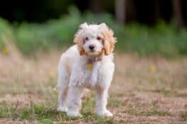 How Much Does a Cockapoo Cost? (2025 Updated)