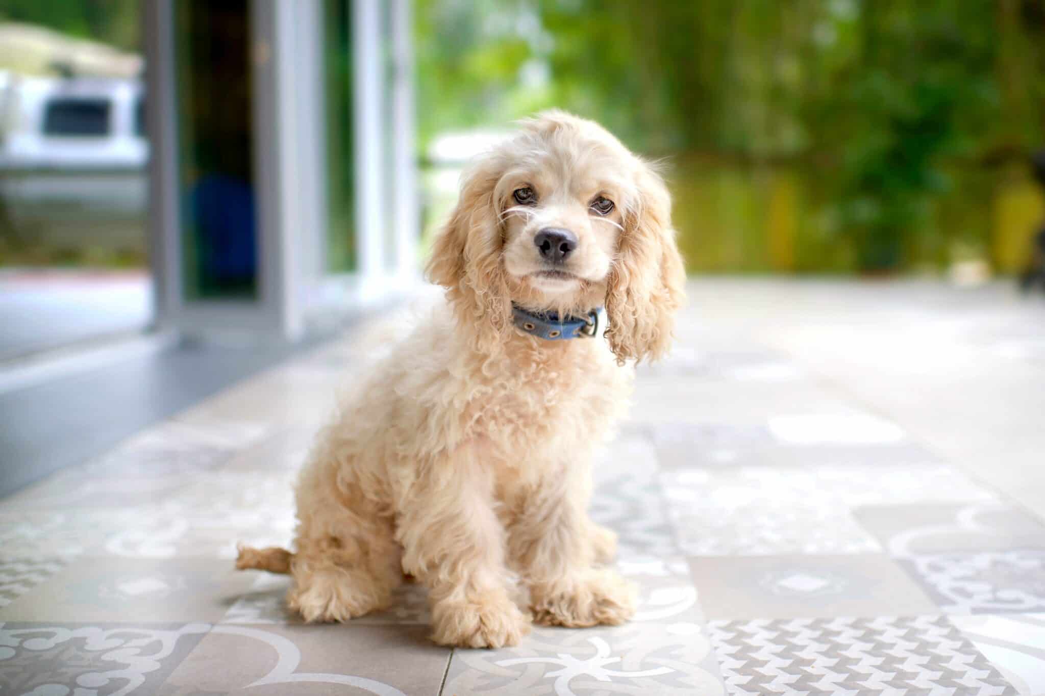 How Much Does a Cocker Spaniel Cost? (2026 Updated)