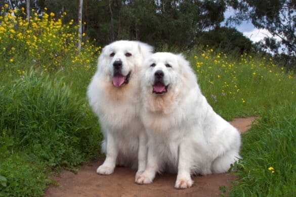 How Much Does a Great Pyrenees Cost? (2026 Updated)