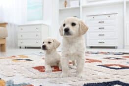 How Much Does a Labrador Retriever Cost? (2025 Updated)