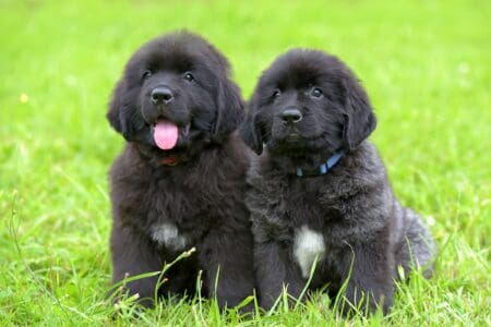 How Much Does a Newfoundland Cost? (2025 Updated)